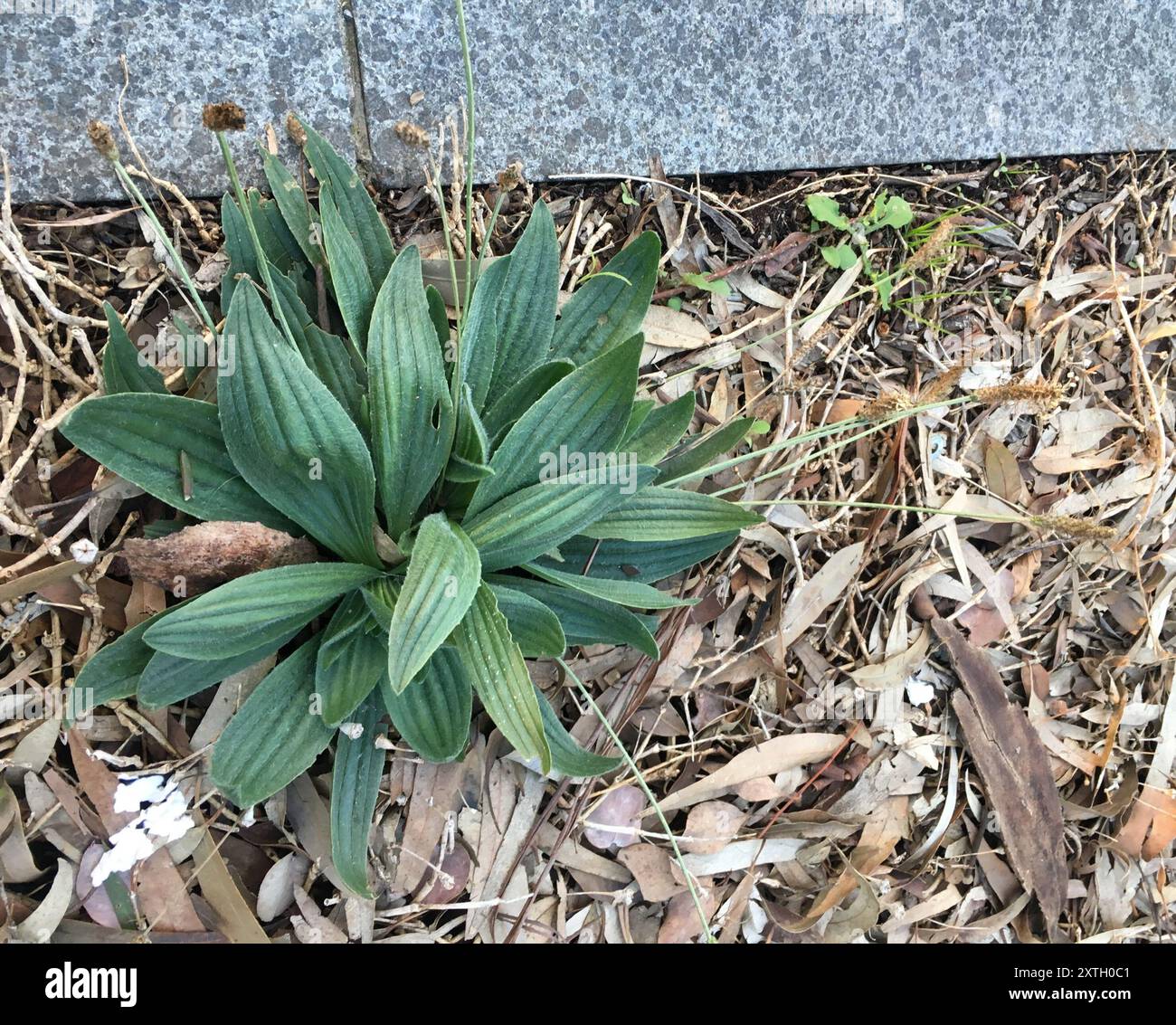 ribwort plantain (Plantago lanceolata) Plantae Stock Photo - Alamy
