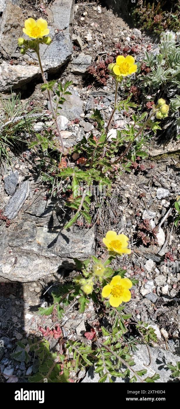 sticky cinquefoil (Drymocallis glandulosa) Plantae Stock Photo - Alamy