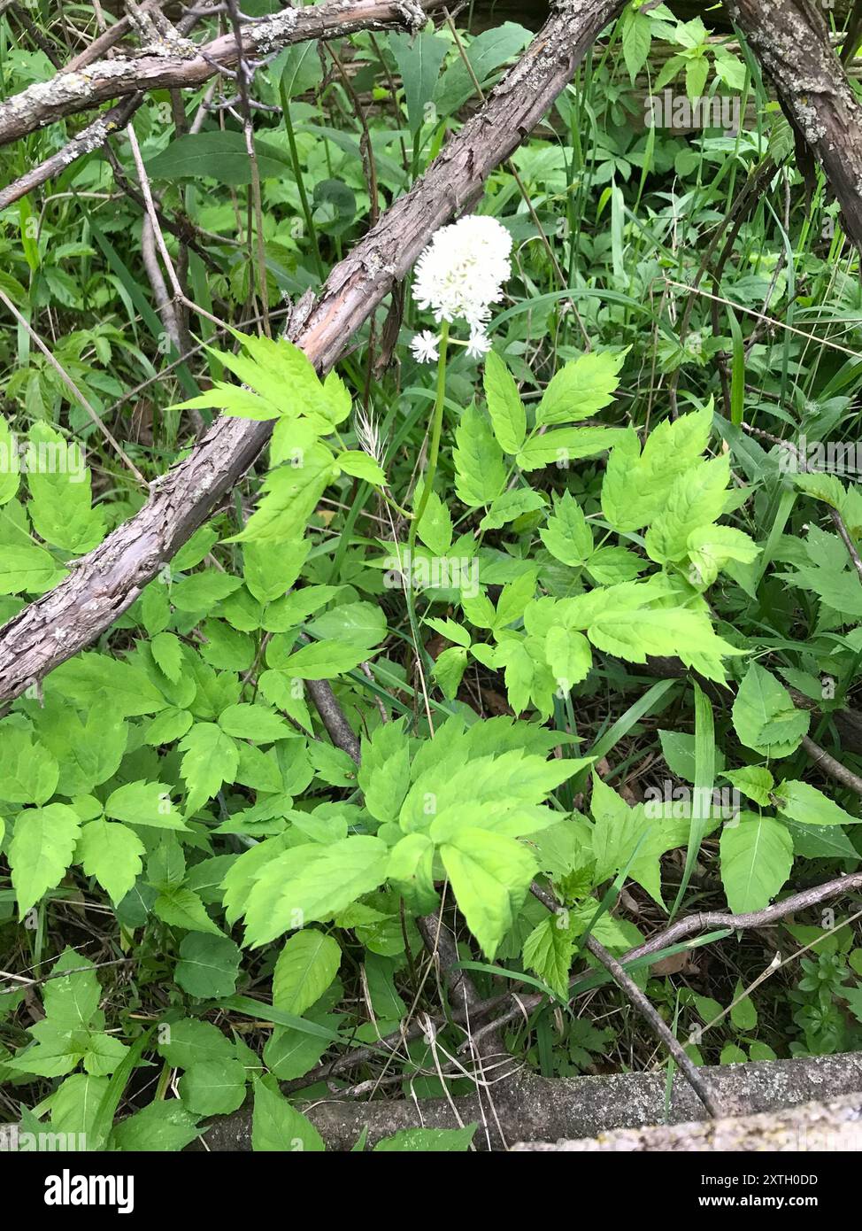 white baneberry (Actaea pachypoda) Plantae Stock Photo - Alamy