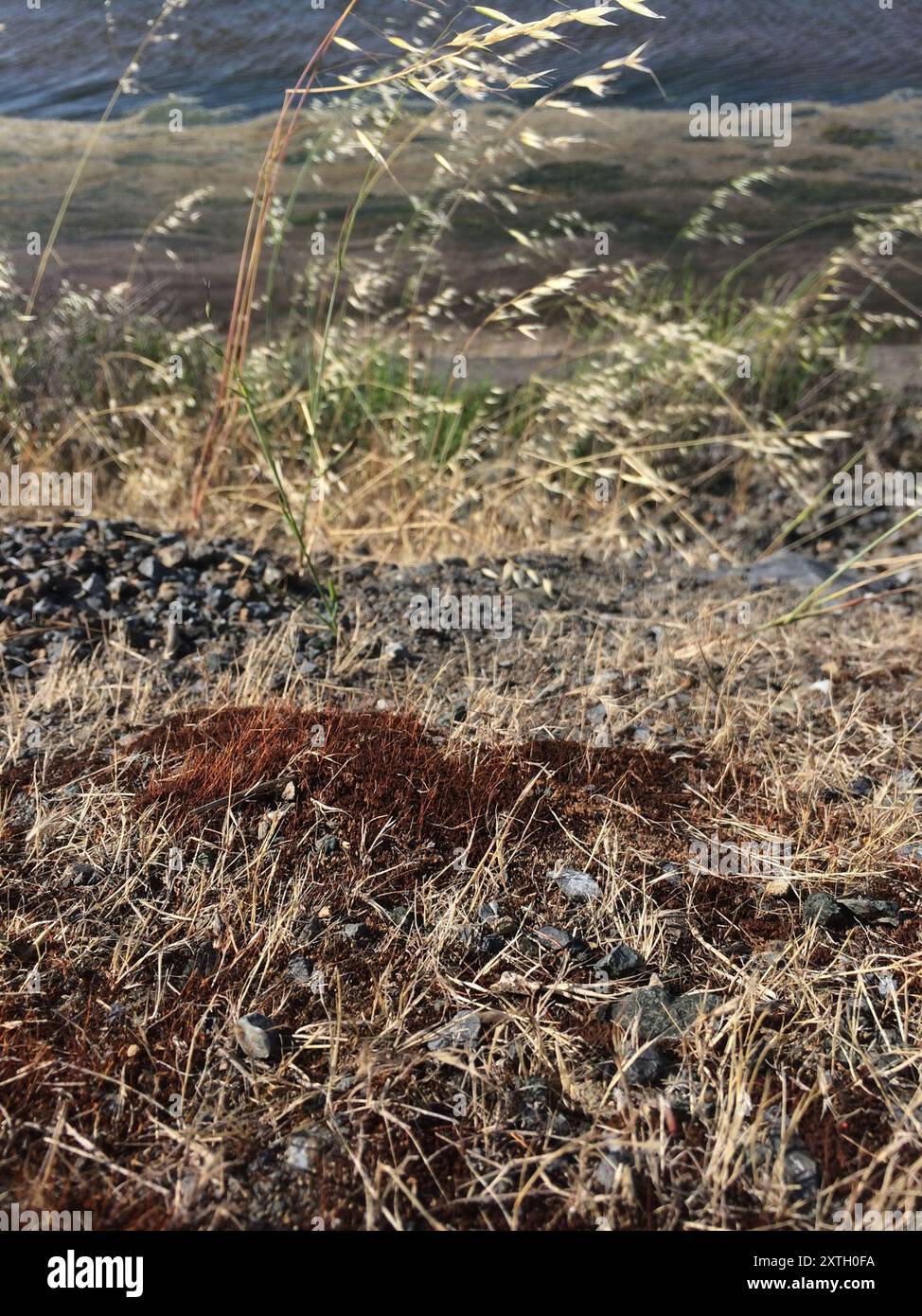 joint-toothed mosses (Bryopsida) Plantae Stock Photo - Alamy