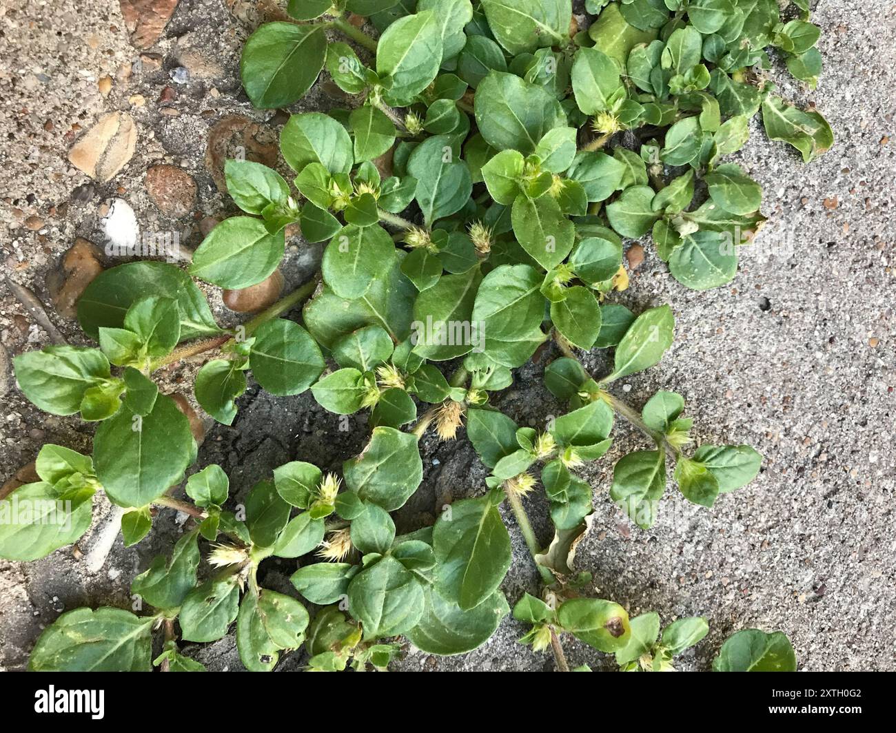 creeping chaffweed (Alternanthera pungens) Plantae Stock Photo - Alamy
