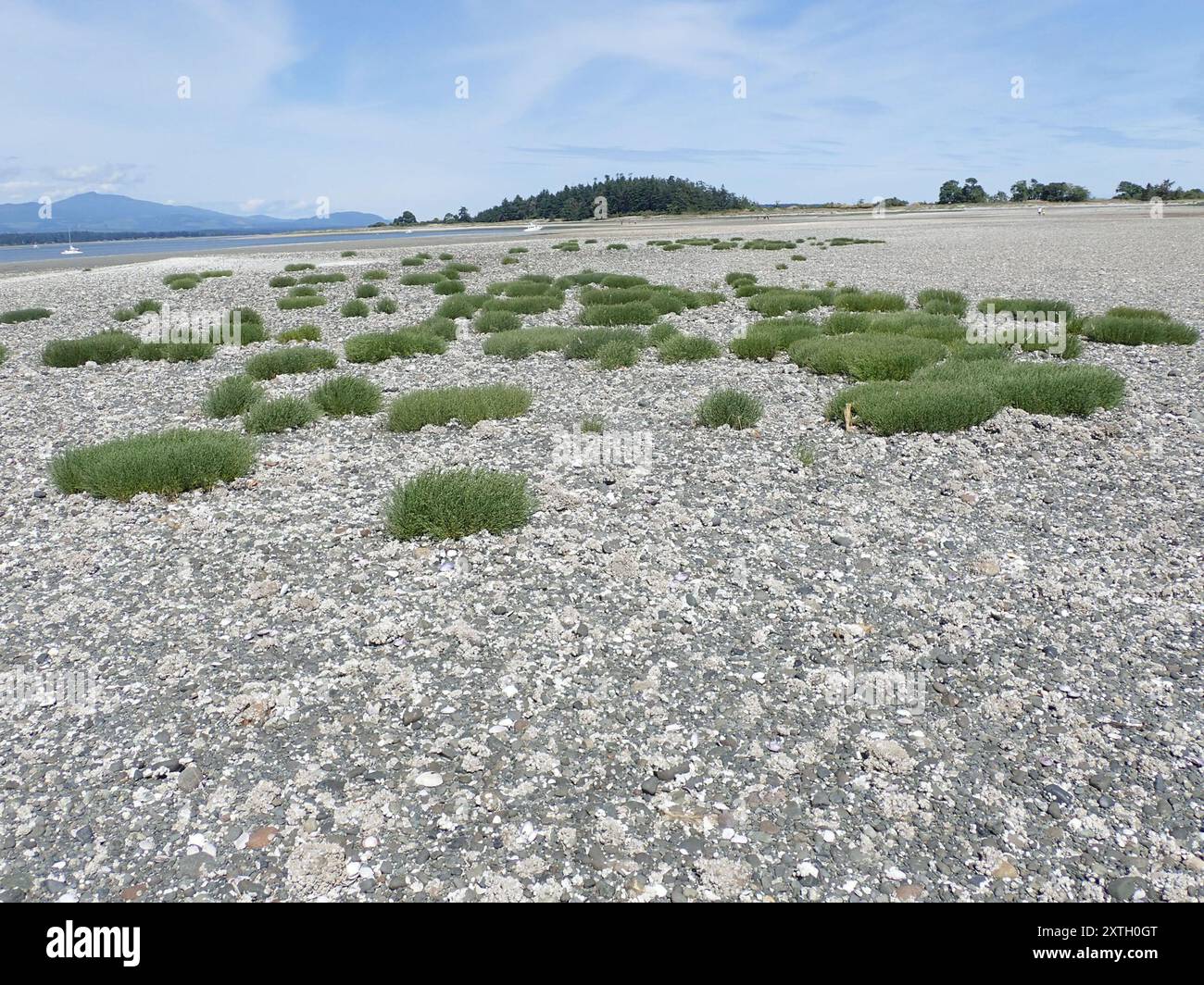 Pacific Glasswort (Salicornia pacifica) Plantae Stock Photo - Alamy