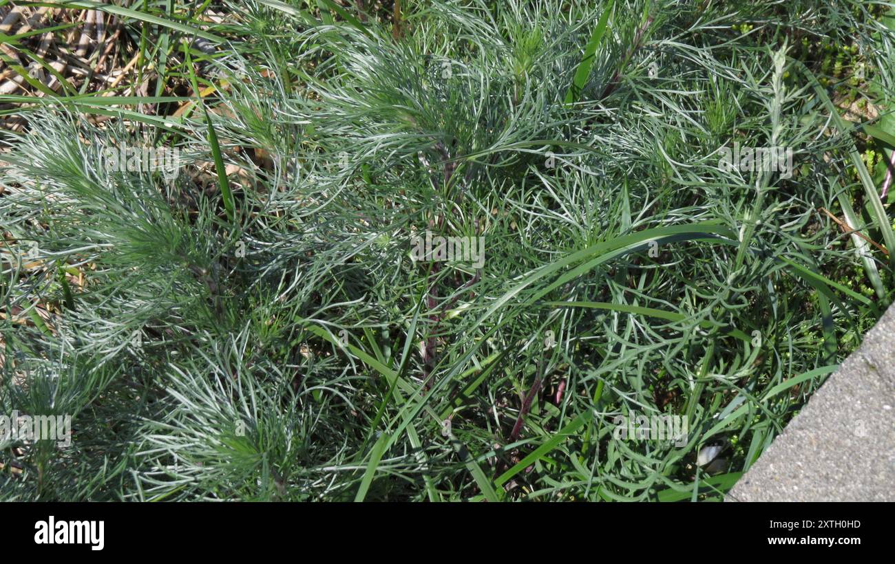 Field Sagewort (Artemisia campestris) Plantae Stock Photo - Alamy