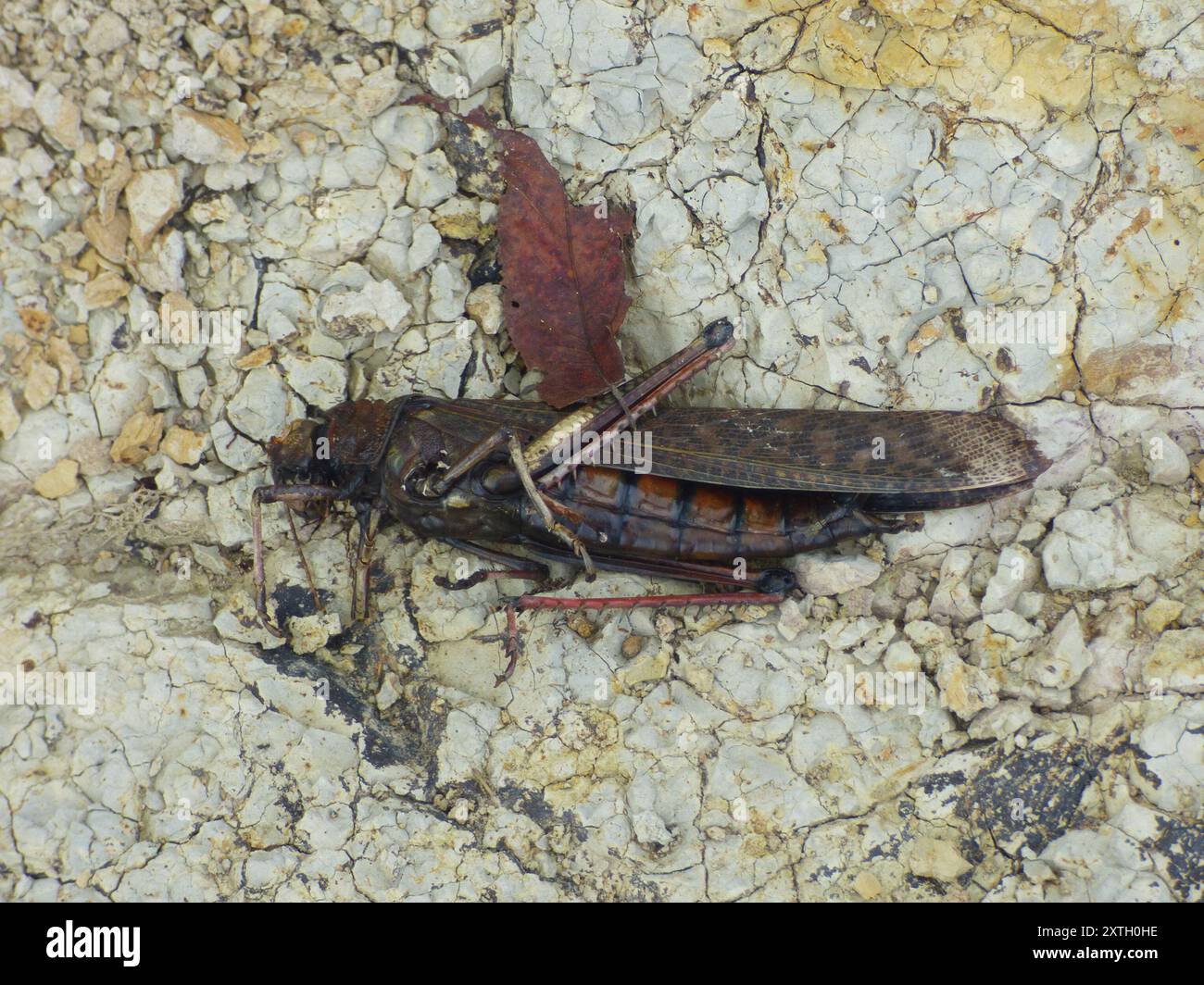 giant red-winged grasshopper (Tropidacris cristata) Insecta Stock Photo ...