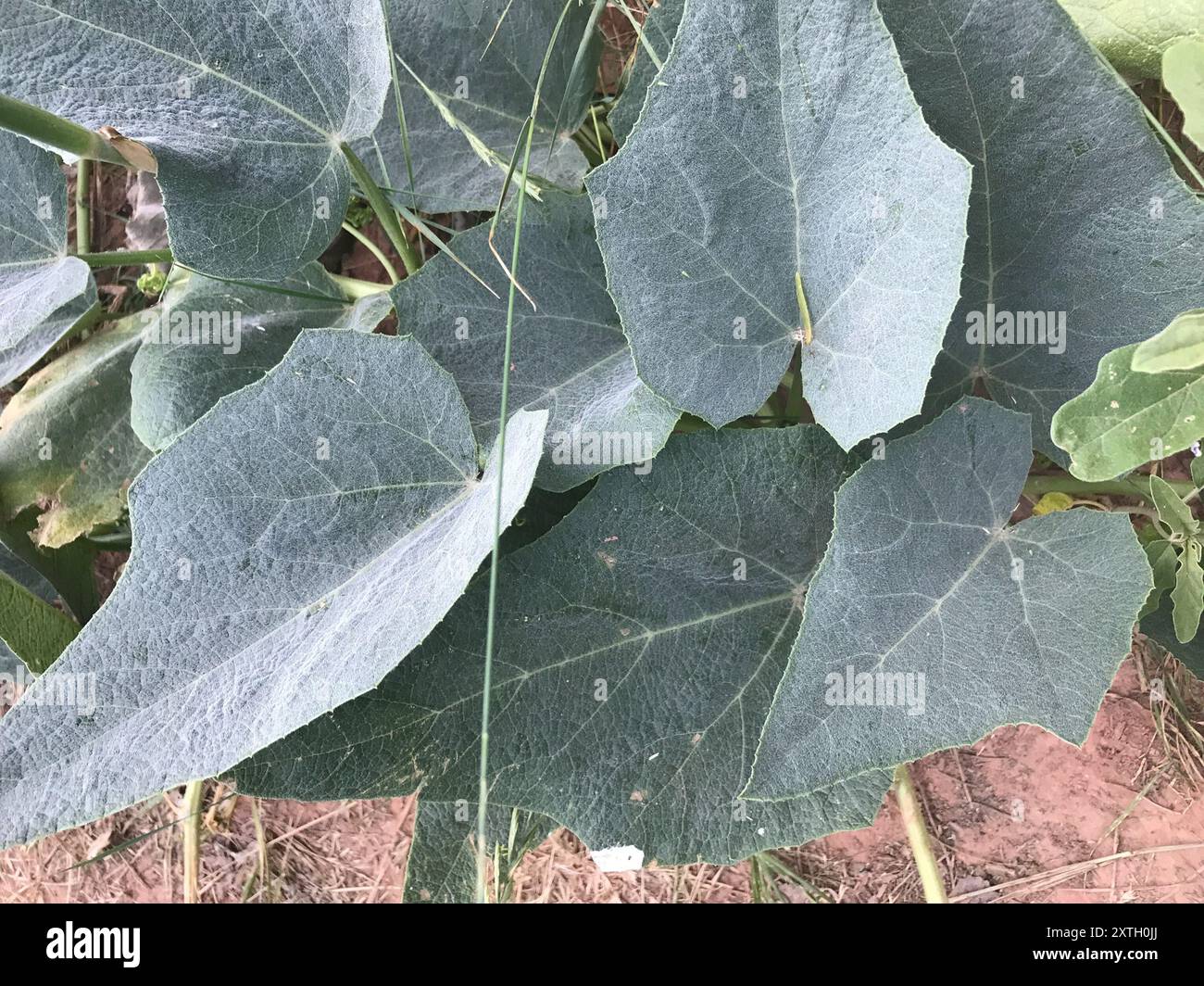 Buffalo Gourd (Cucurbita foetidissima) Plantae Stock Photo - Alamy