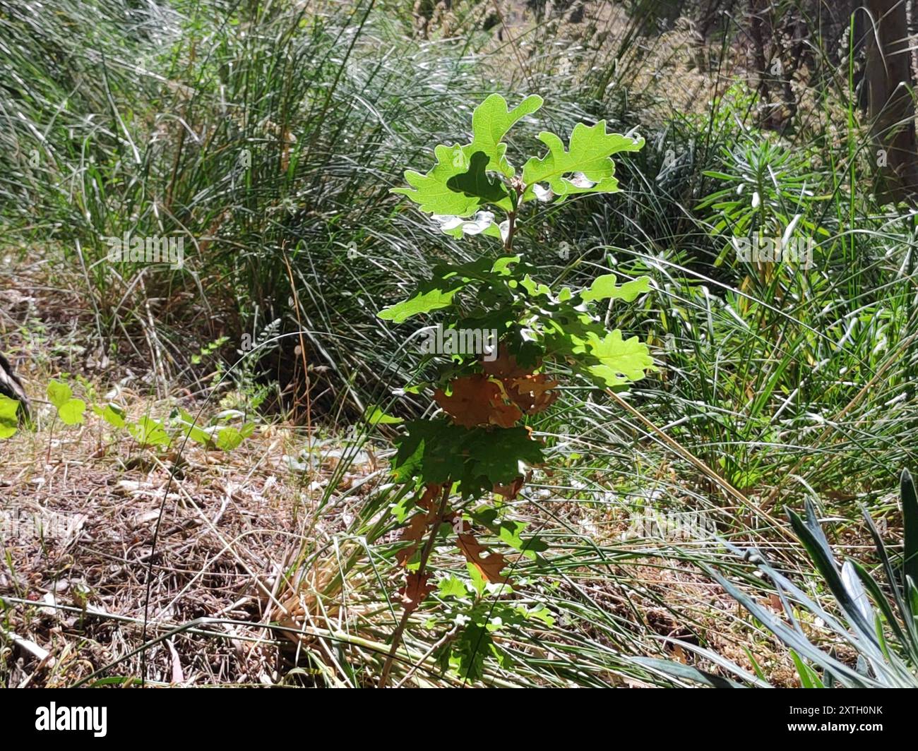 Turkey Oak (Quercus cerris) Plantae Stock Photo - Alamy