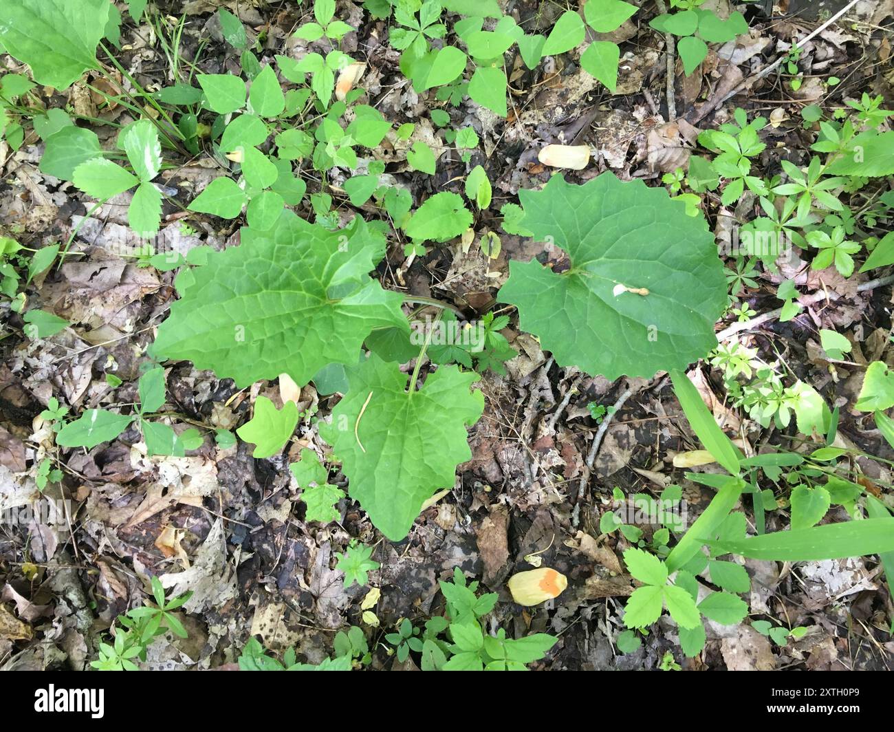 pale Indian plantain (Arnoglossum atriplicifolium) Plantae Stock Photo ...