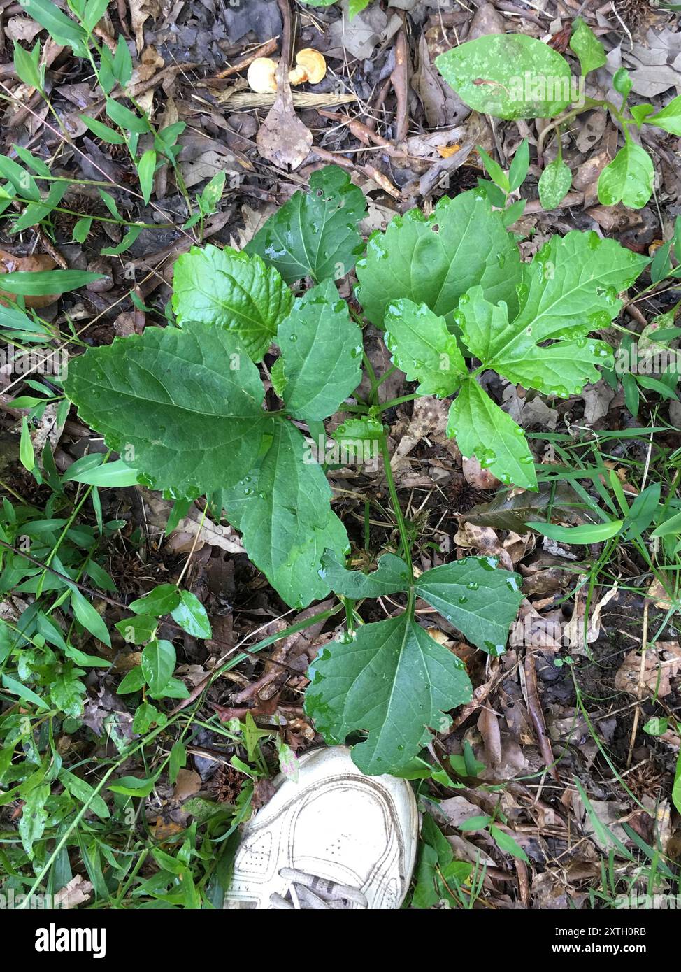 Black Snakeroot (Sanicula canadensis) Plantae Stock Photo - Alamy