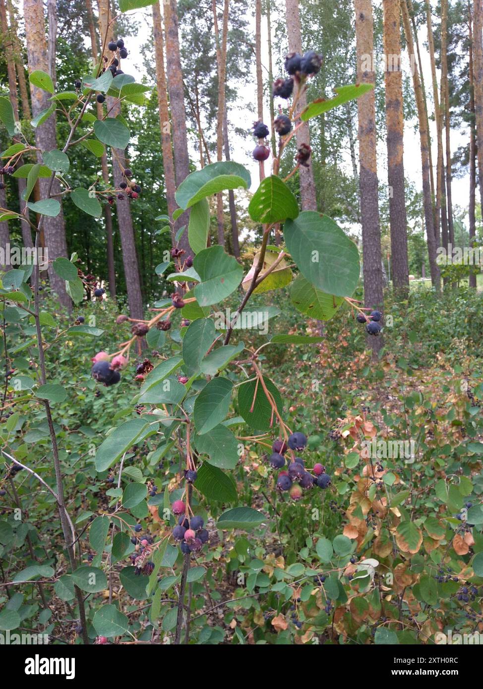 Dwarf Serviceberry (Amelanchier × spicata) Plantae Stock Photo - Alamy