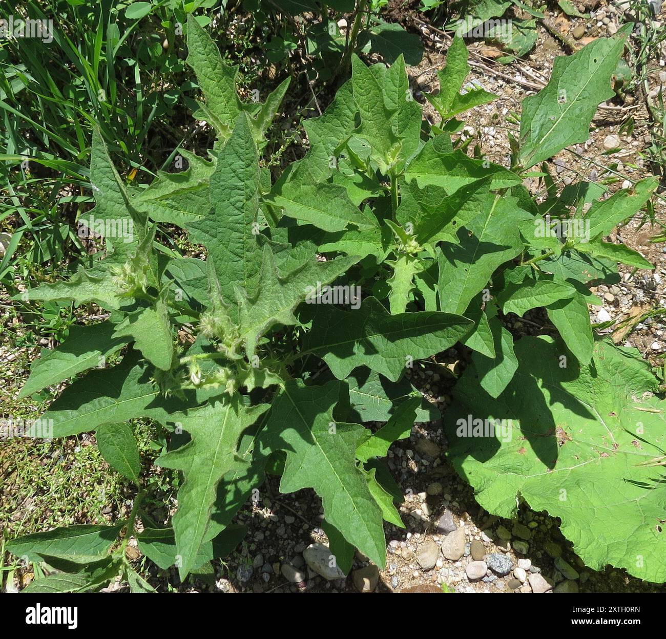 Carolina horsenettle (Solanum carolinense) Plantae Stock Photo - Alamy