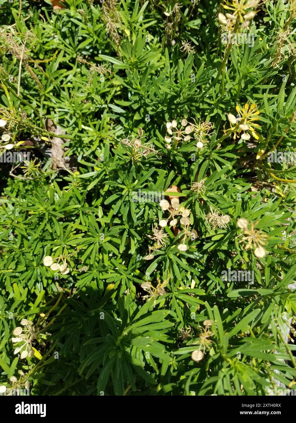 Common Peppergrass (Lepidium densiflorum) Plantae Stock Photo - Alamy