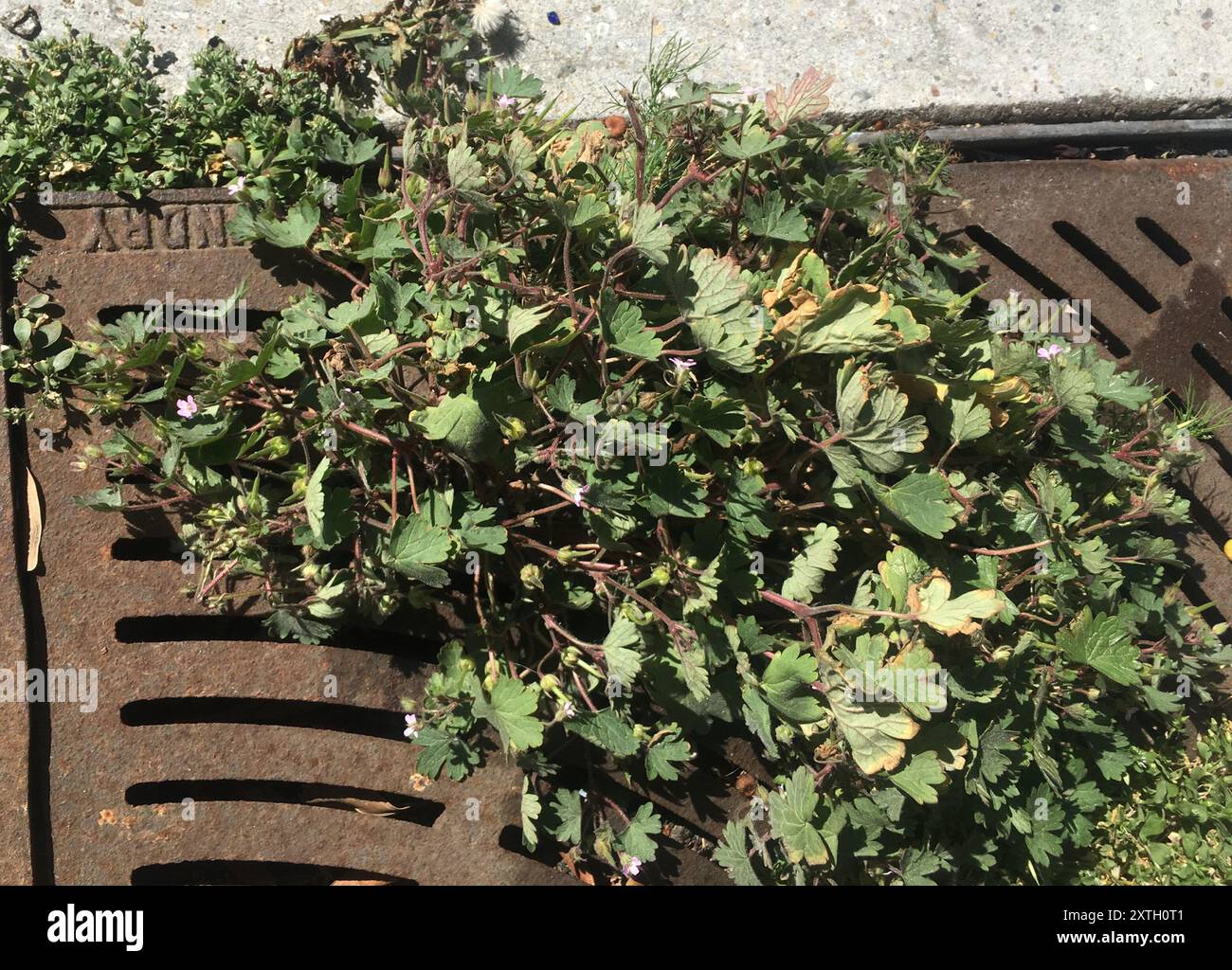 Round-leaved Crane's-bill (Geranium rotundifolium) Plantae Stock Photo ...
