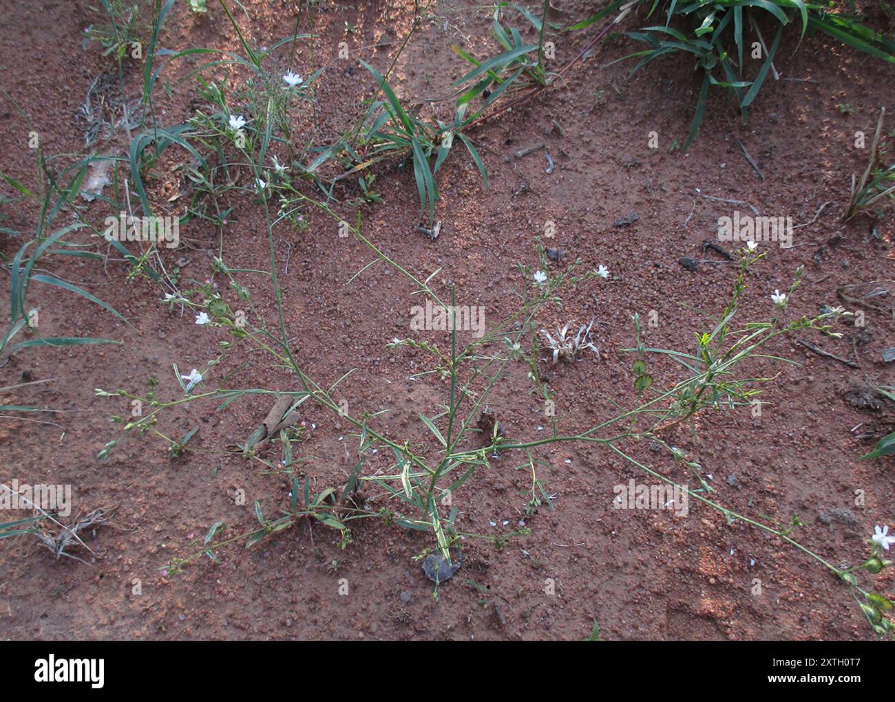 Window Lizardfoot (Limeum fenestratum) Plantae Stock Photo - Alamy