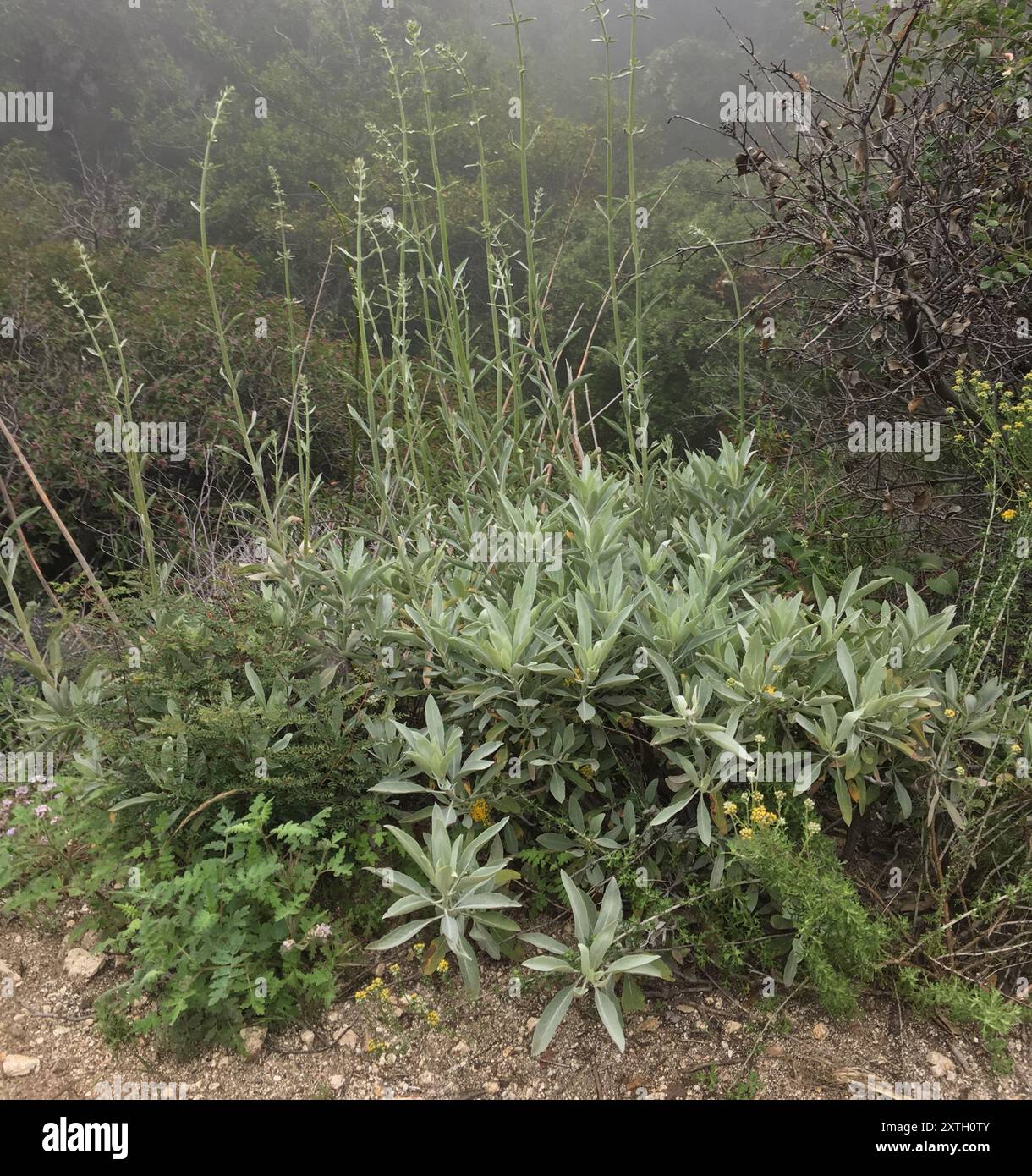 white sage (Salvia apiana) Plantae Stock Photo - Alamy