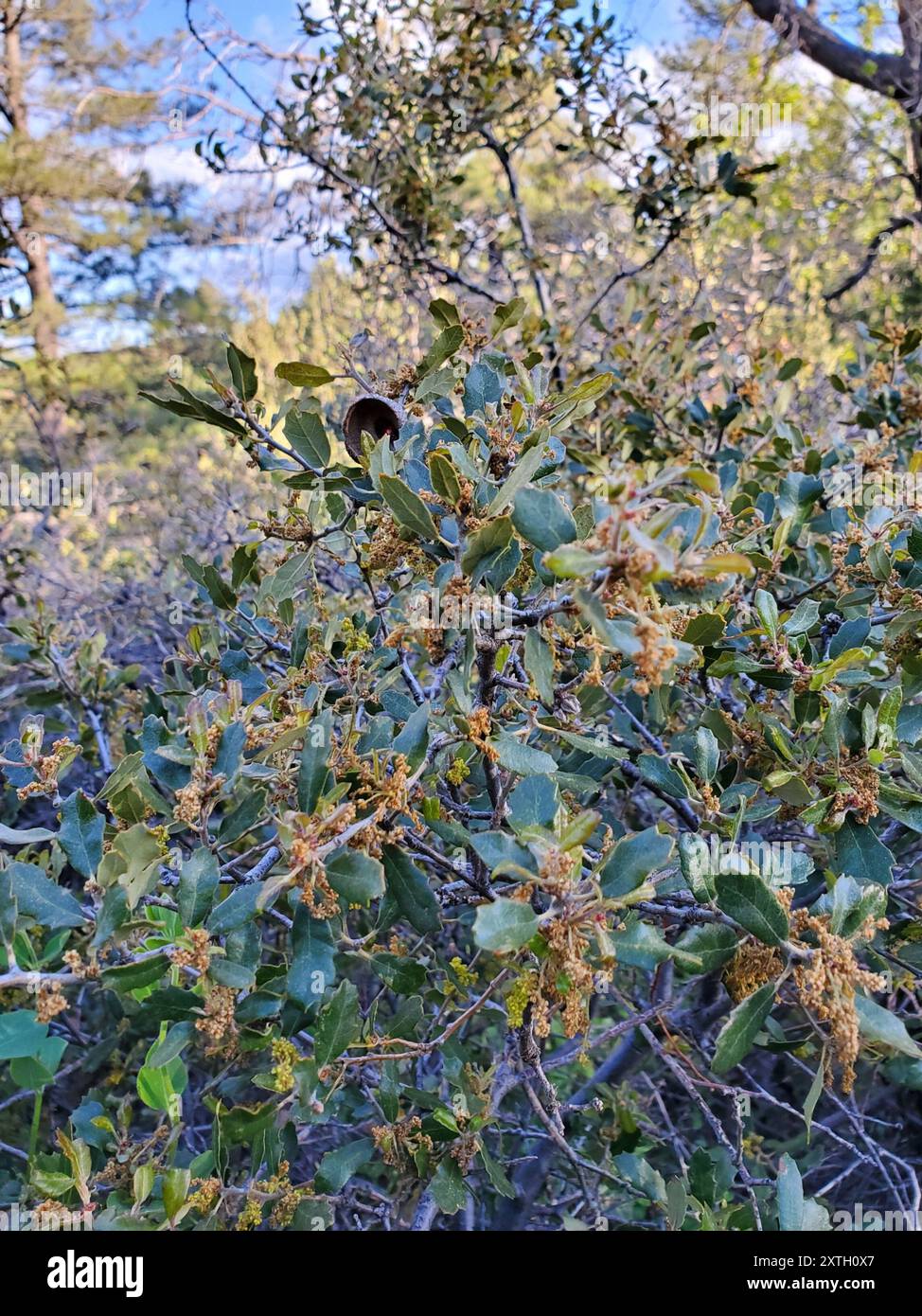 California scrub oak (Quercus berberidifolia) Plantae Stock Photo - Alamy