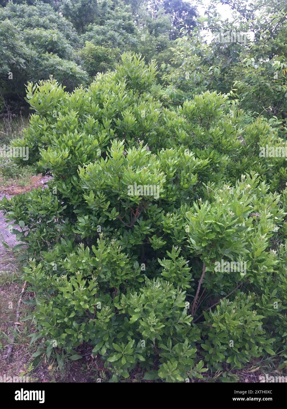 northern bayberry (Morella pensylvanica) Plantae Stock Photo - Alamy