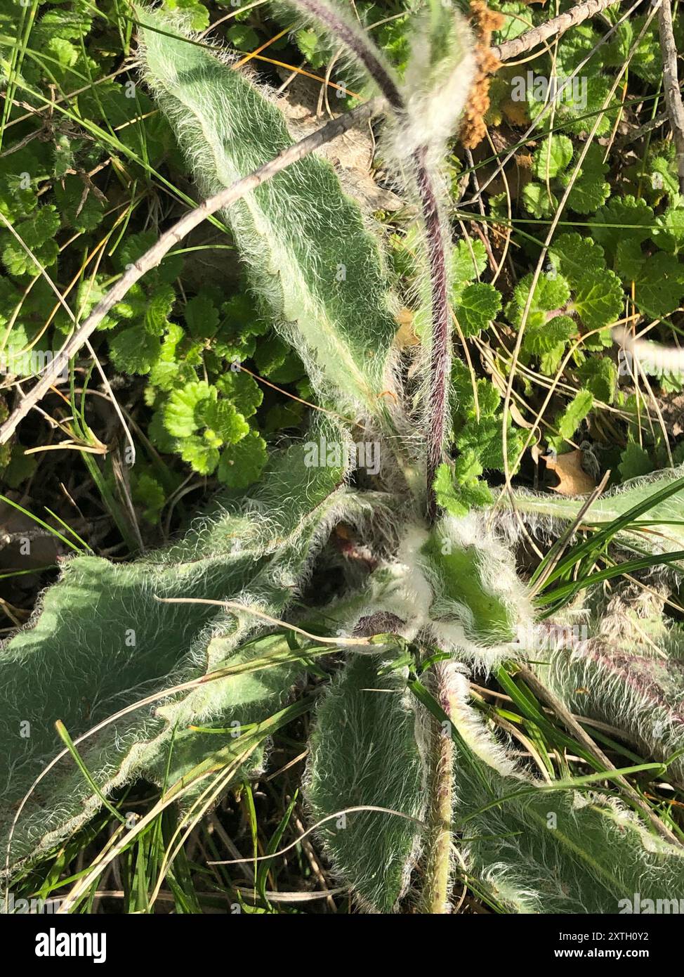 mouse-eared hawkweed (Pilosella officinarum) Plantae Stock Photo - Alamy
