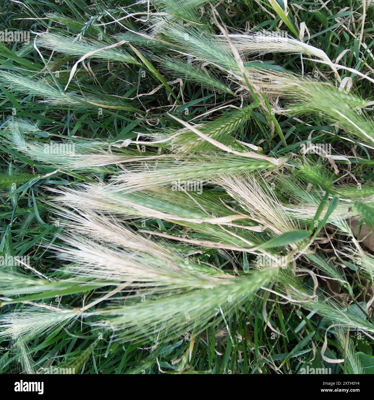 wall barley (Hordeum murinum) Plantae Stock Photo - Alamy