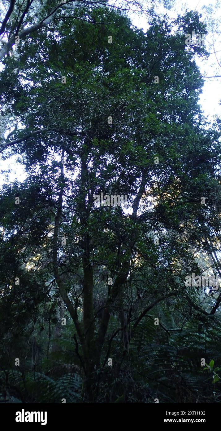 Banyalla (Pittosporum bicolor) Plantae Stock Photo - Alamy