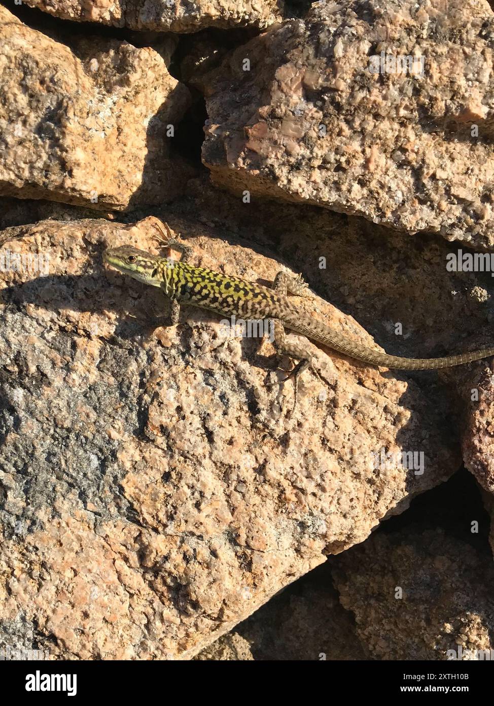 Southern Italian Wall Lizard (Podarcis siculus siculus) Reptilia Stock ...