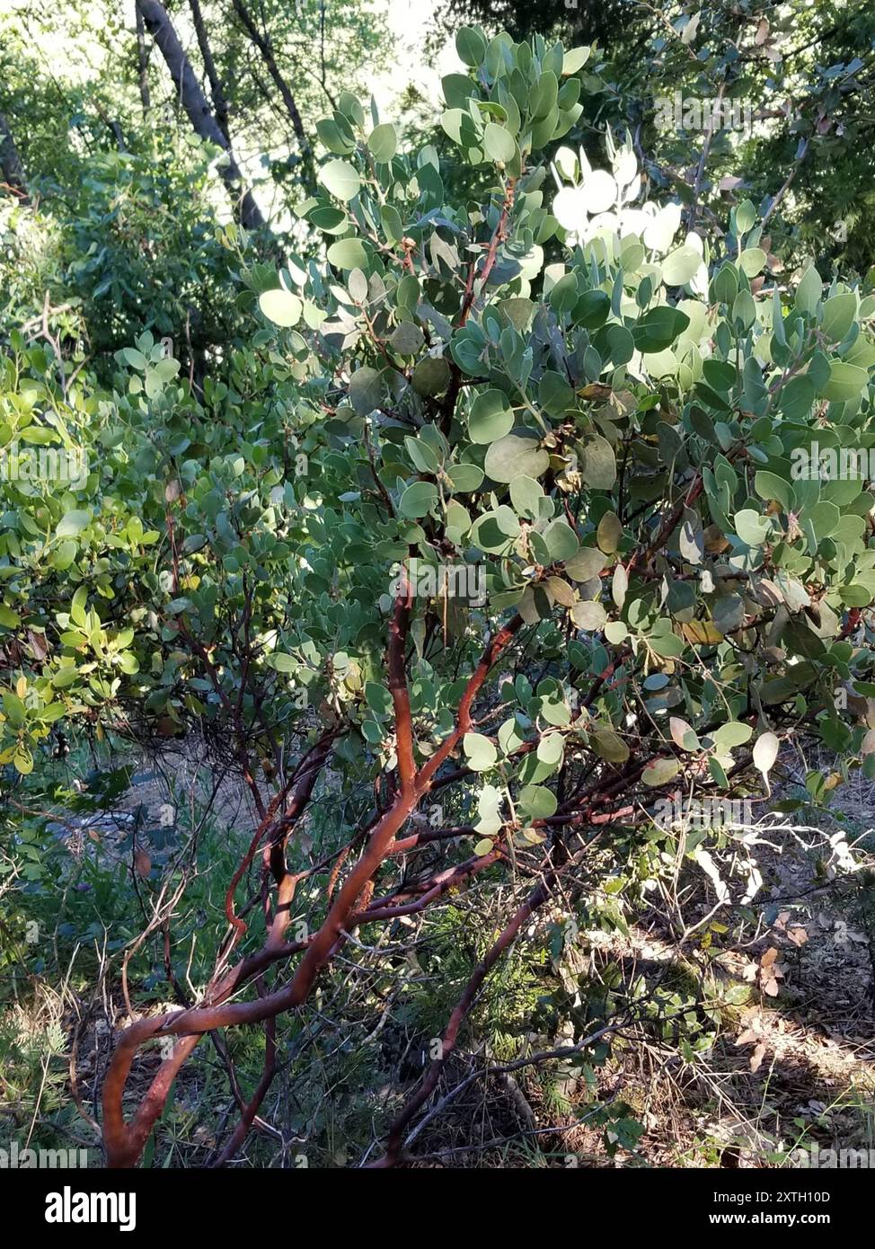 Common Manzanita (Arctostaphylos manzanita) Plantae Stock Photo - Alamy