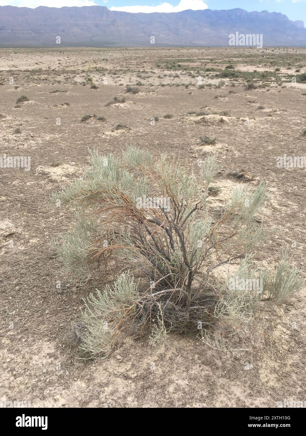 Gypsum scalebroom (Lepidospartum burgessii) Plantae Stock Photo - Alamy