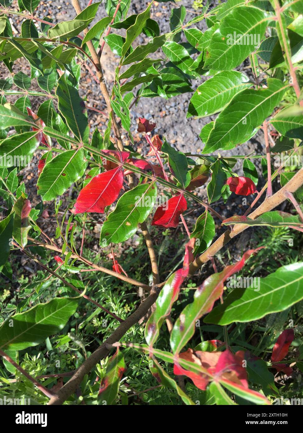 shining sumac (Rhus copallinum) Plantae Stock Photo - Alamy