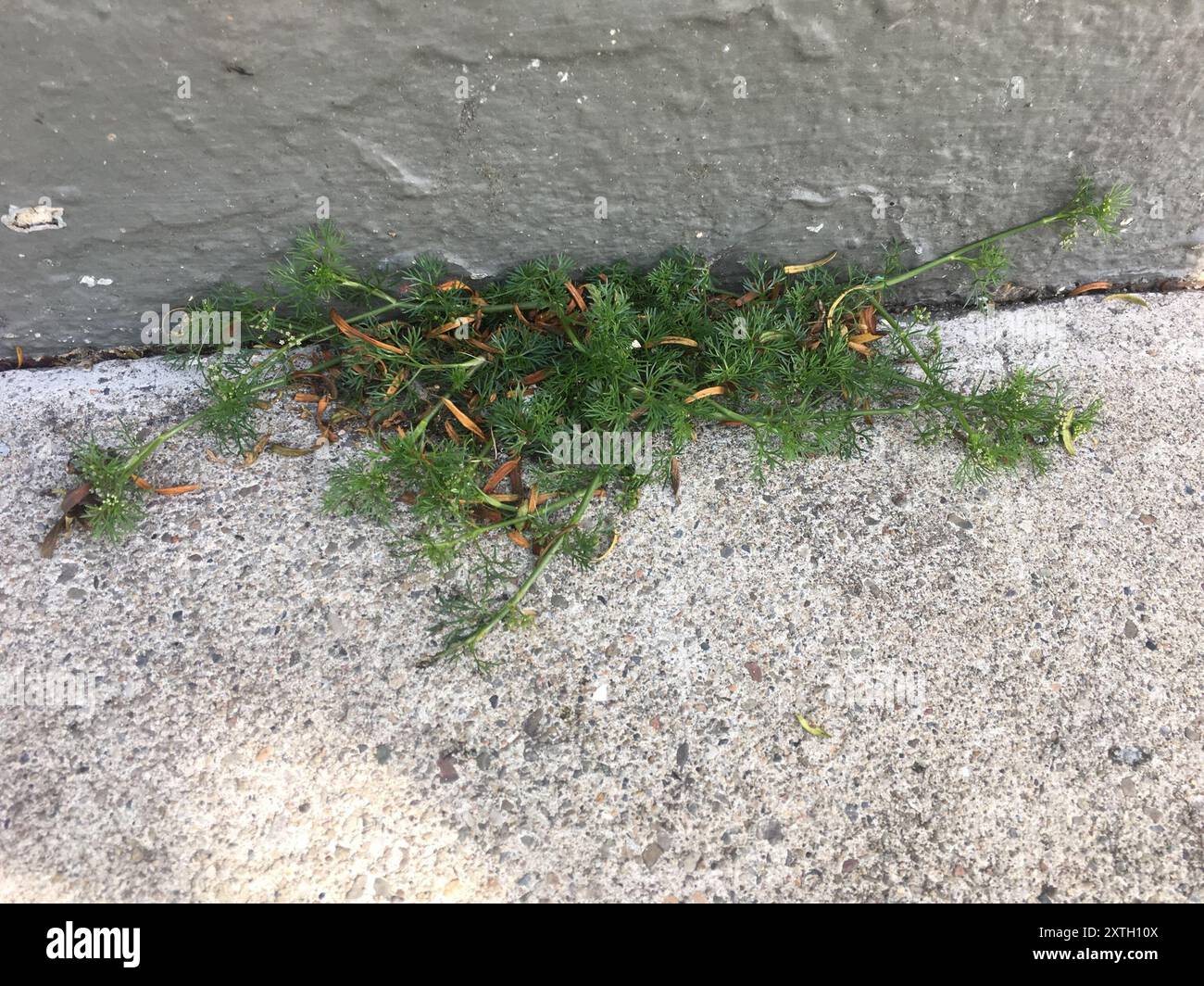 Marsh parsley (Cyclospermum leptophyllum) Plantae Stock Photo - Alamy