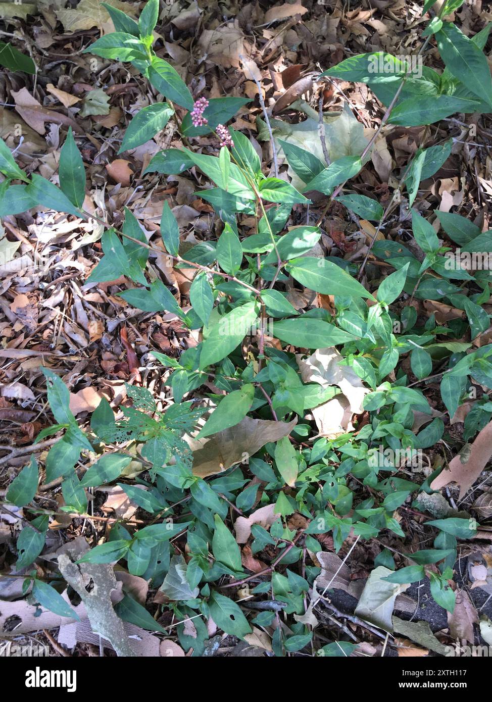 low smartweed (Persicaria longiseta) Plantae Stock Photo - Alamy
