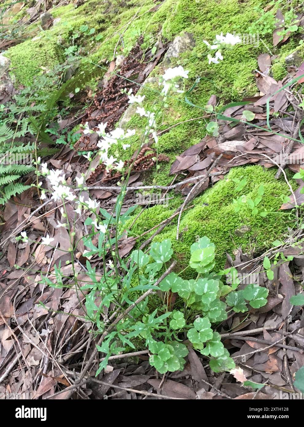 woodland stars (Lithophragma) Plantae Stock Photo - Alamy