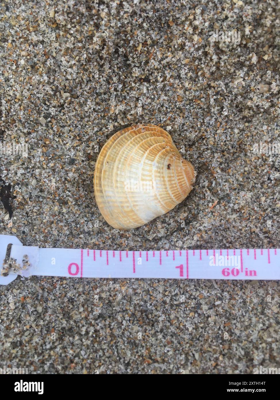 Cross-barred Venus (Chione elevata) Mollusca Stock Photo - Alamy