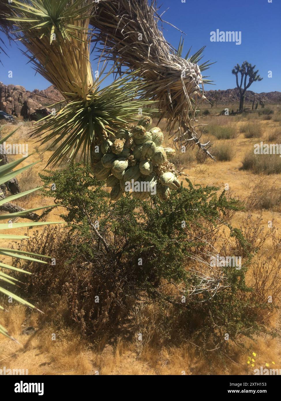 Joshua Tree (Yucca brevifolia) Plantae Stock Photo - Alamy