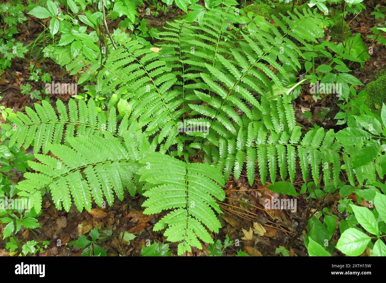 interrupted fern (Osmunda claytoniana) Plantae Stock Photo - Alamy