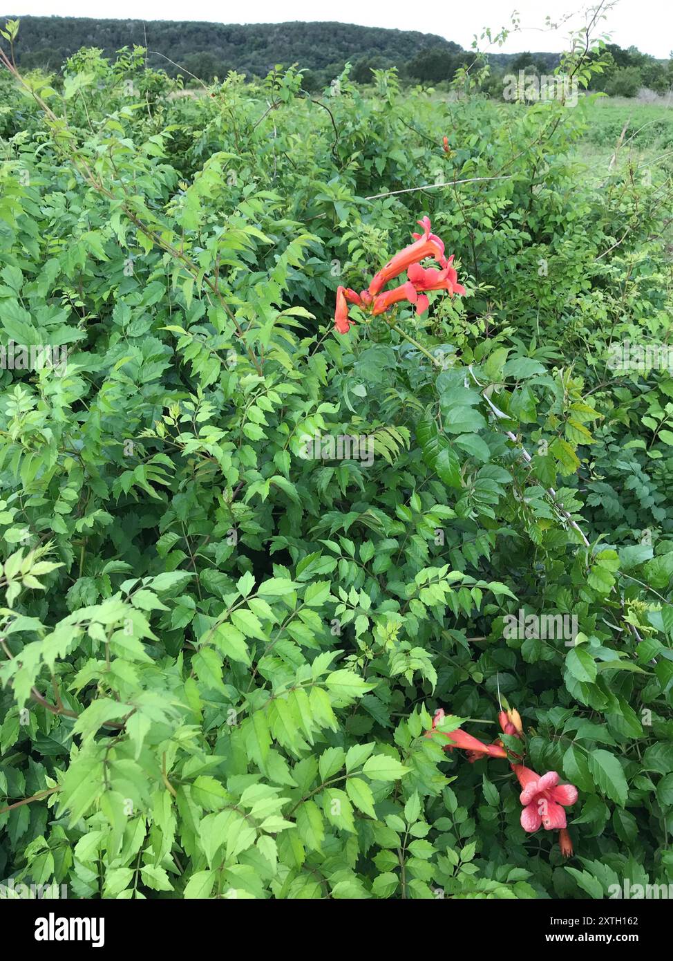 American trumpet vine (Campsis radicans) Plantae Stock Photo - Alamy