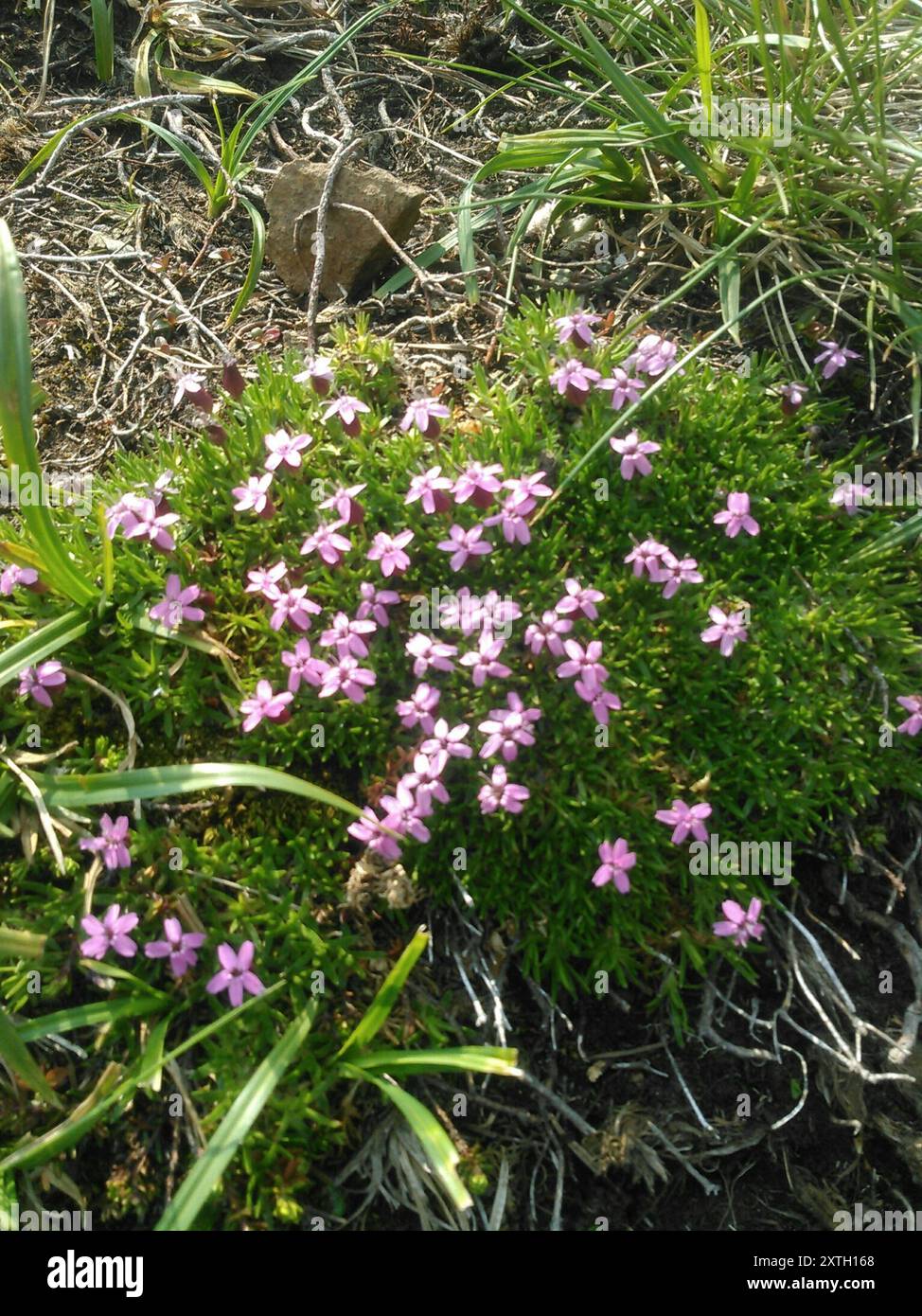 Moss Campion (Silene acaulis) Plantae Stock Photo - Alamy