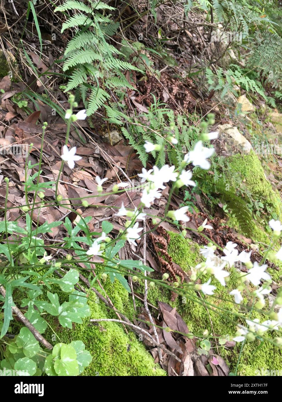 woodland stars (Lithophragma) Plantae Stock Photo - Alamy