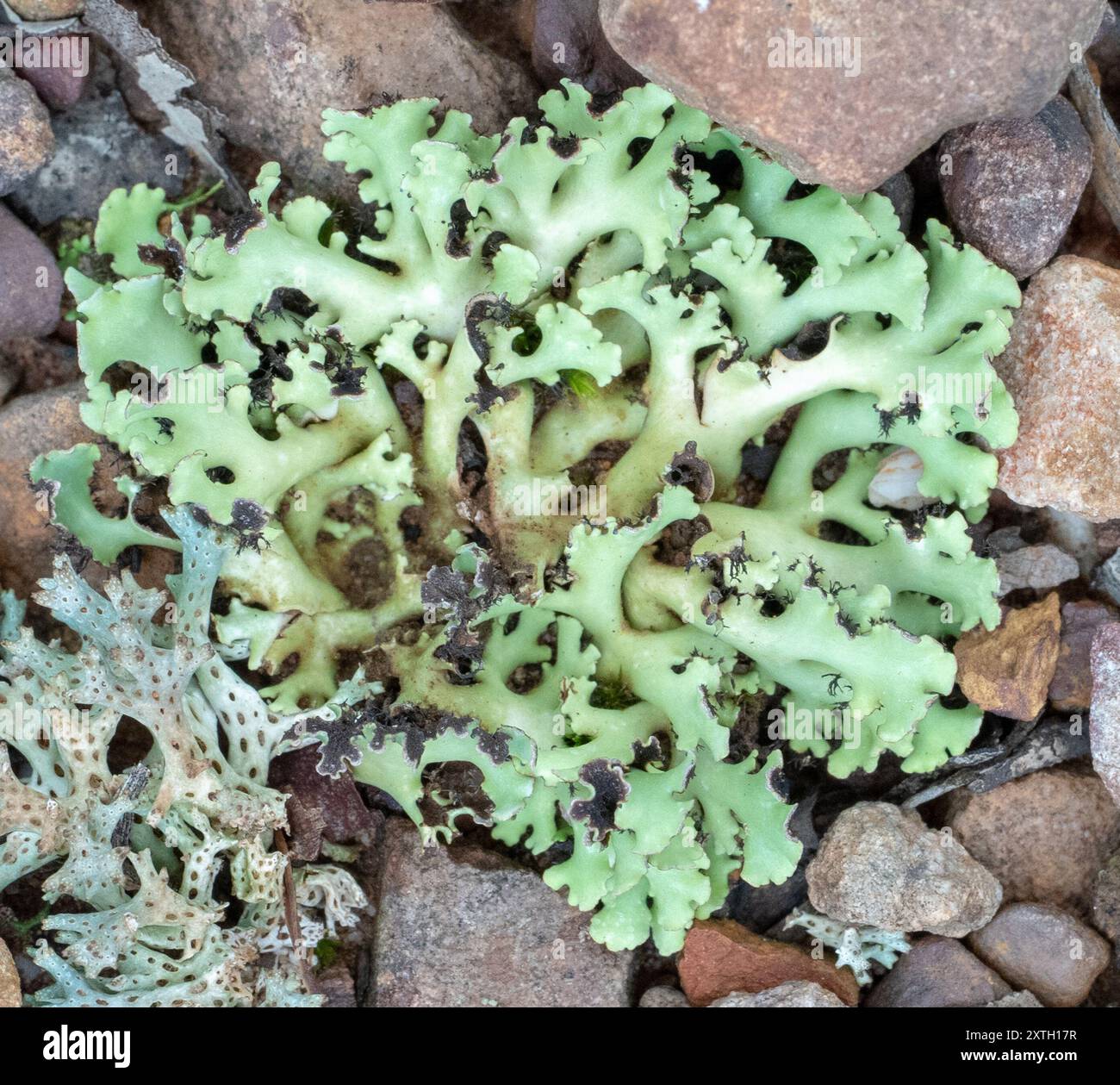 (Cladia muelleri) Fungi Stock Photo - Alamy