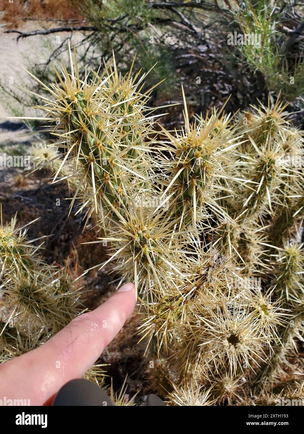 Silver Cholla (Cylindropuntia echinocarpa) Plantae Stock Photo - Alamy