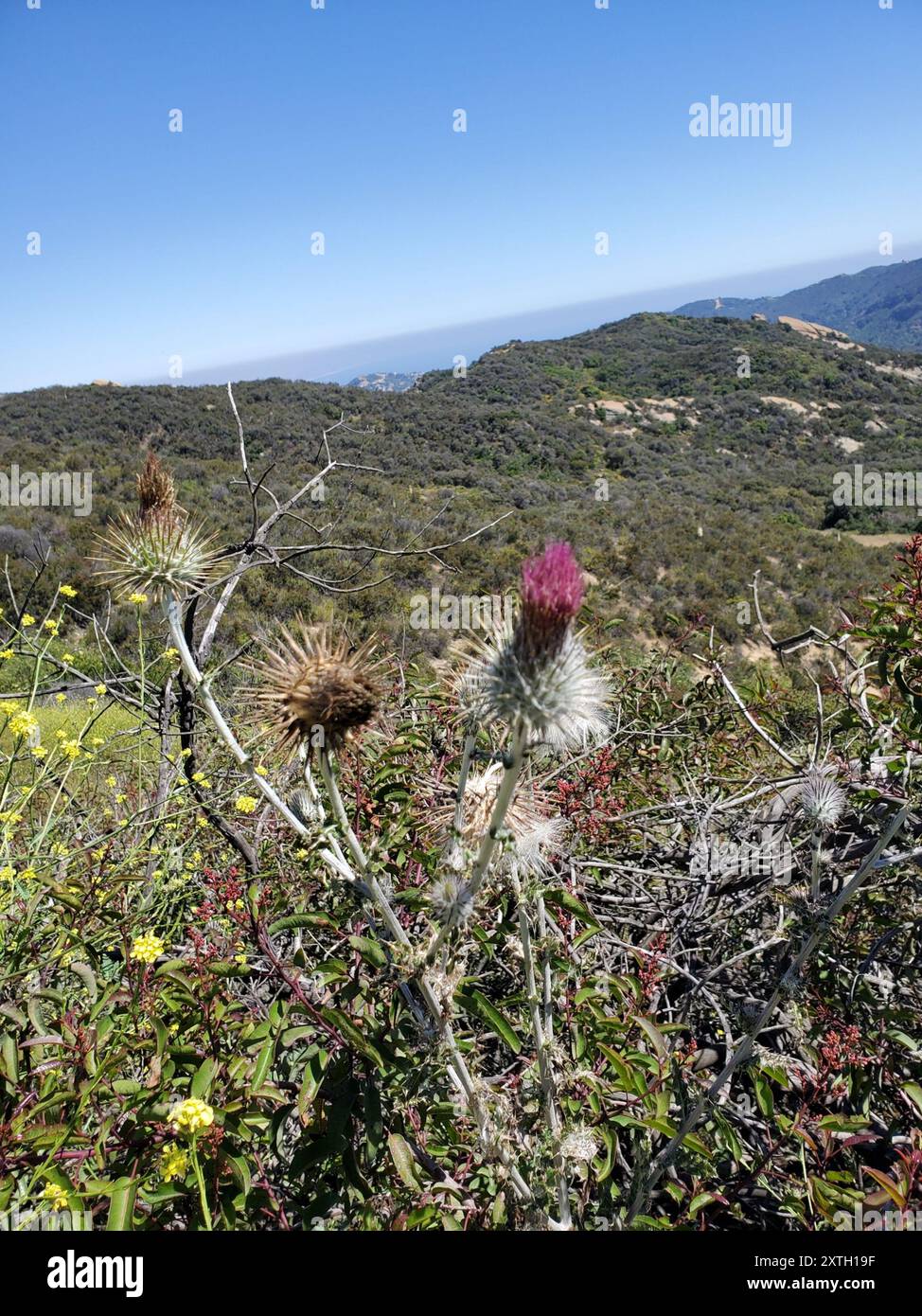 Cobwebby Thistle (Cirsium occidentale) Plantae Stock Photo - Alamy