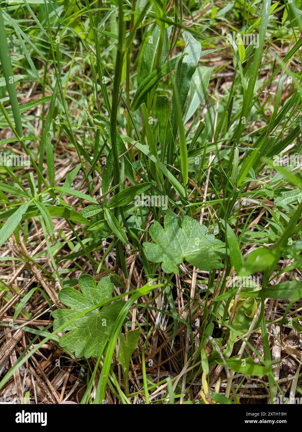 Oregon Checker-mallow (Sidalcea oregana) Plantae Stock Photo - Alamy