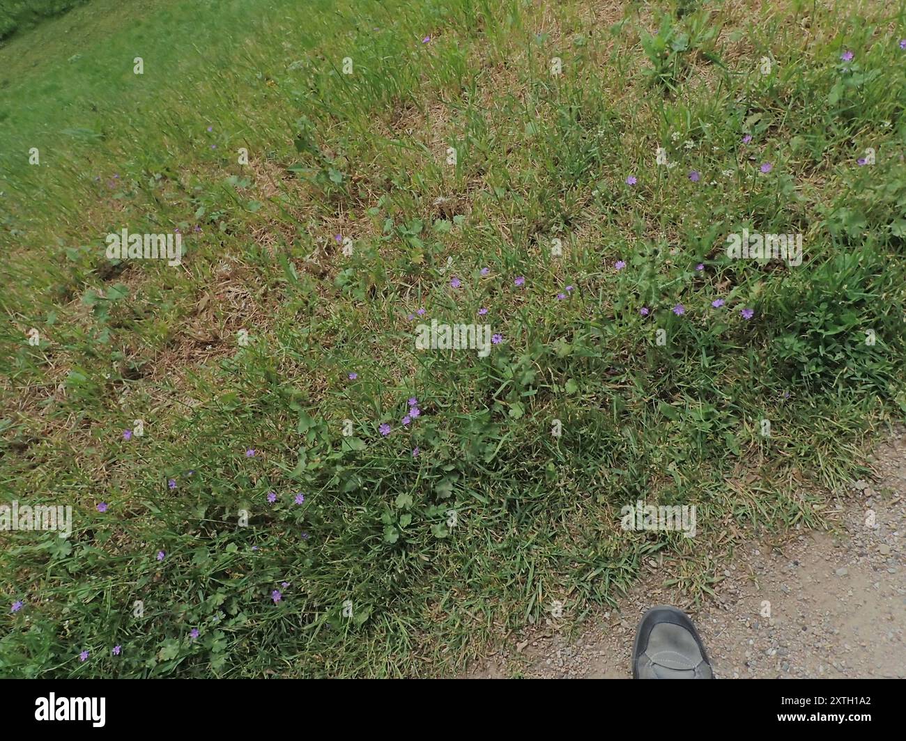 Geranium family (Geraniaceae) Plantae Stock Photo - Alamy