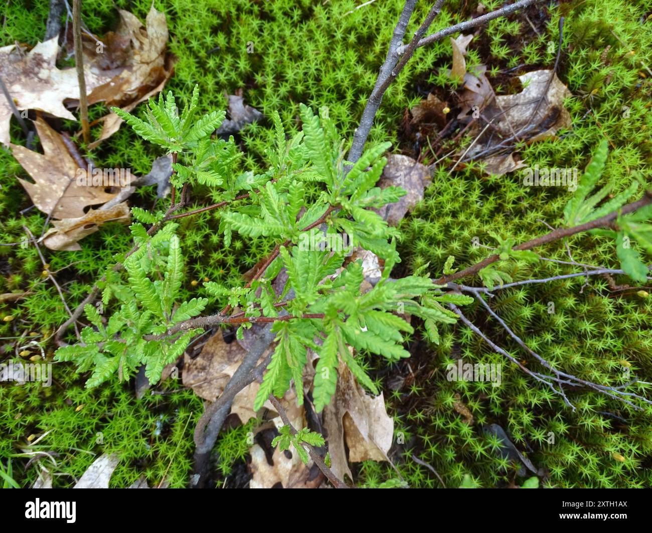 sweetfern (Comptonia peregrina) Plantae Stock Photo - Alamy