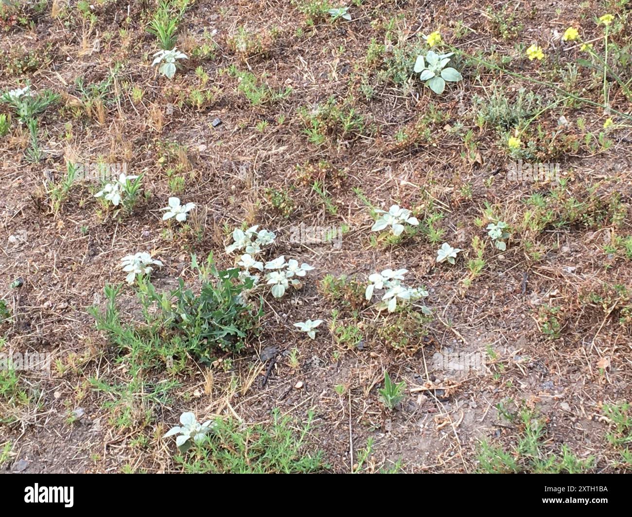turkey mullein (Croton setiger) Plantae Stock Photo - Alamy