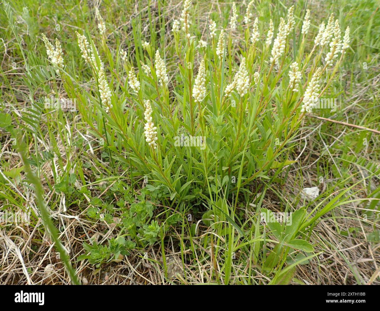 Seneca snakeroot (Polygala senega) Plantae Stock Photo - Alamy