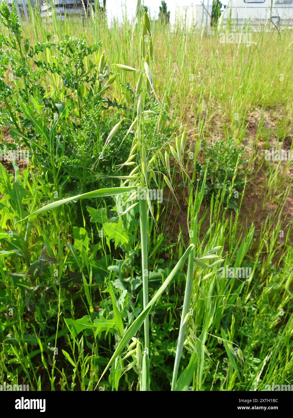 wild oat (Avena fatua) Plantae Stock Photo - Alamy