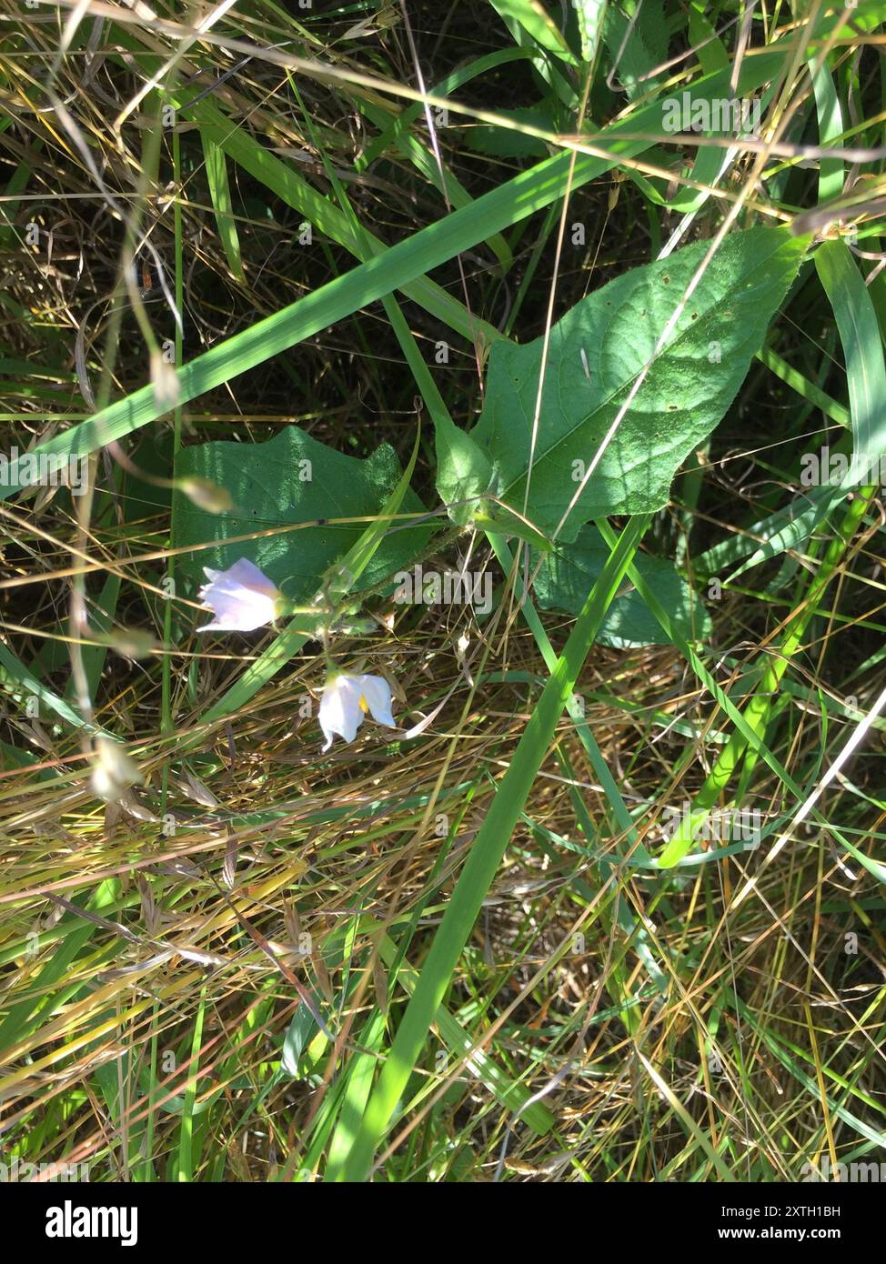 Carolina horsenettle (Solanum carolinense) Plantae Stock Photo - Alamy