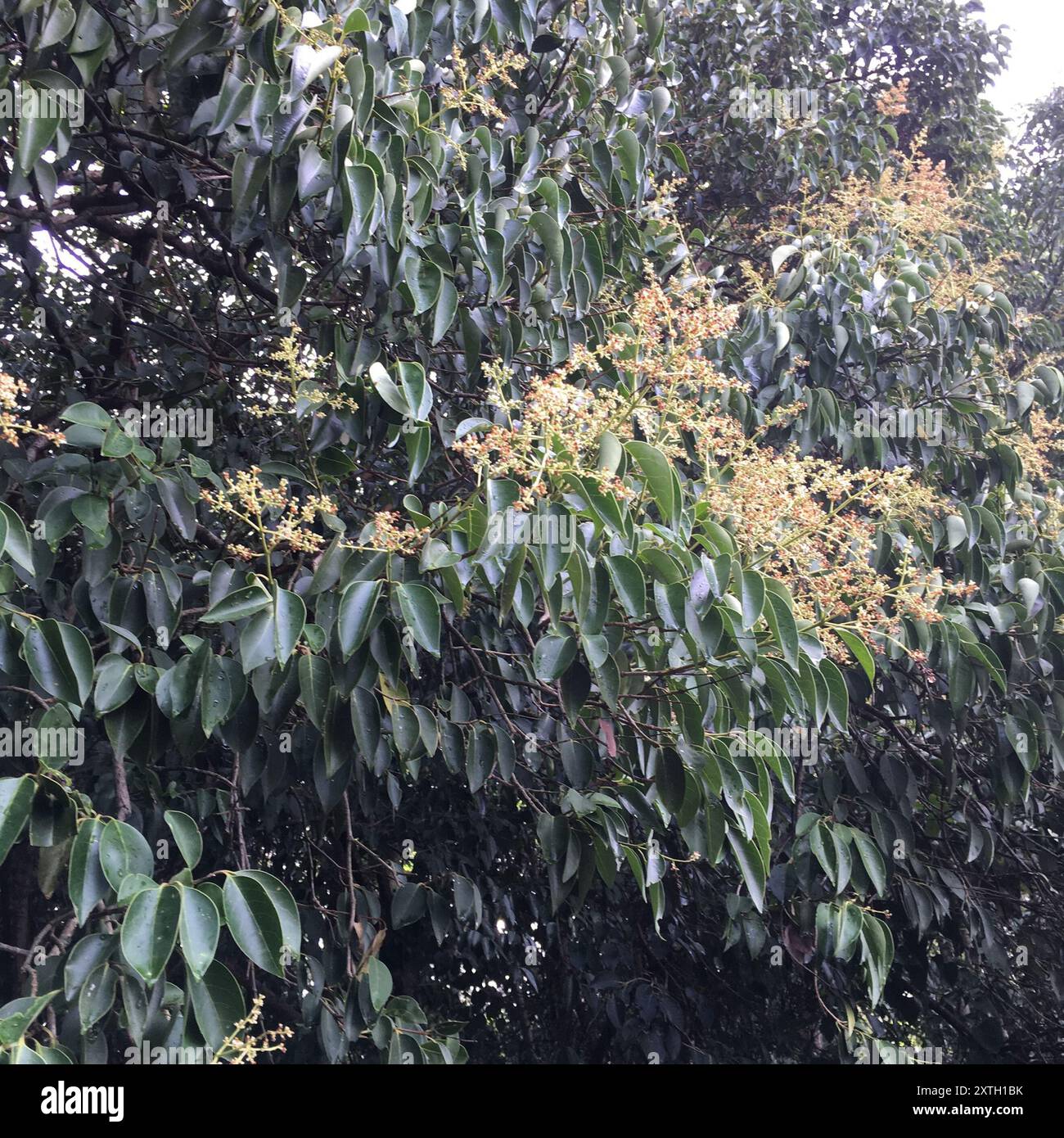 tree privet (Ligustrum lucidum) Plantae Stock Photo - Alamy