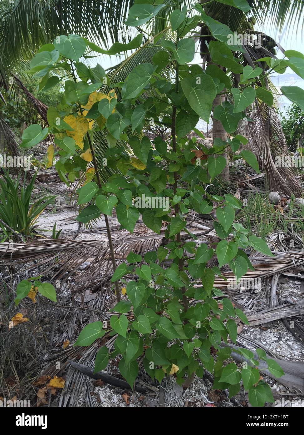 Portia tree (Thespesia populnea) Plantae Stock Photo - Alamy
