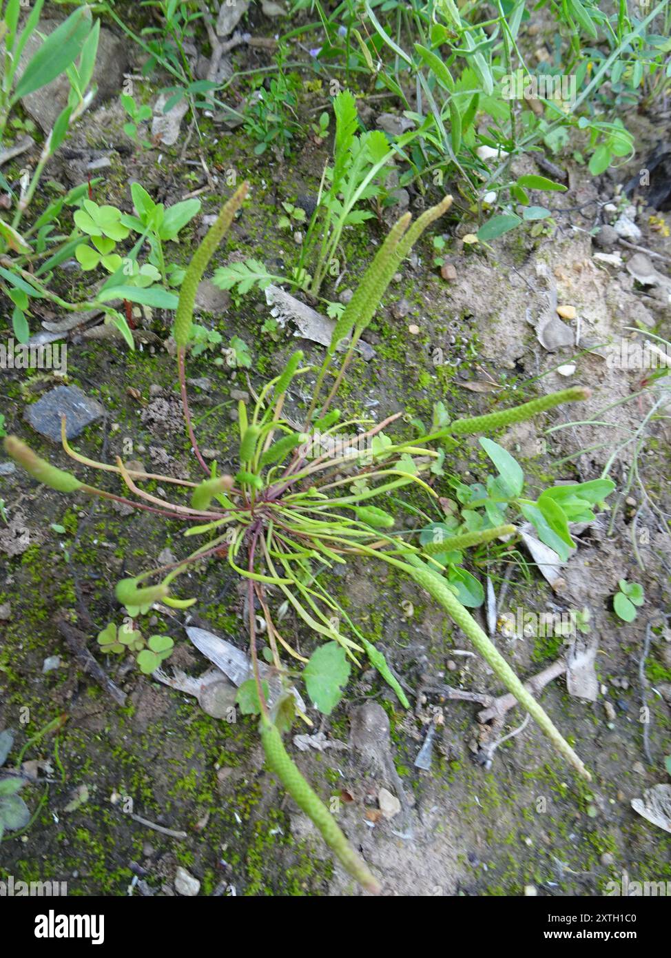 Tiny Mousetail (Myosurus minimus) Plantae Stock Photo - Alamy