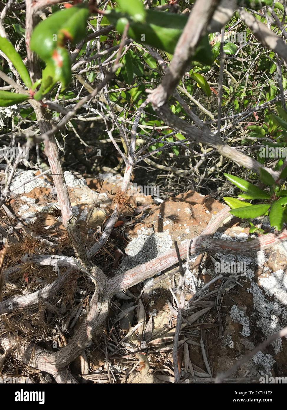 summer holly (Comarostaphylis diversifolia) Plantae Stock Photo - Alamy